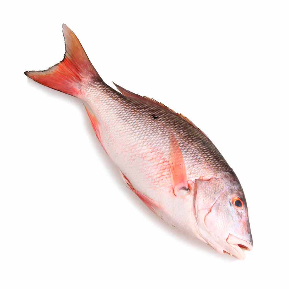 Aprovecha: Pargo Fresco X Kg - Sabor y Calidad! - Olímpica